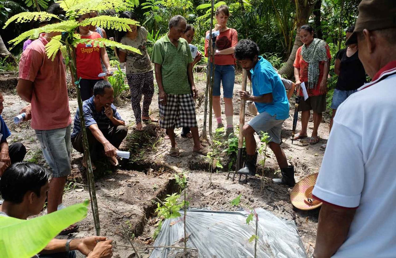 認識快速生長的環保種植林 ALBASIA (FALCATA, Sengon)