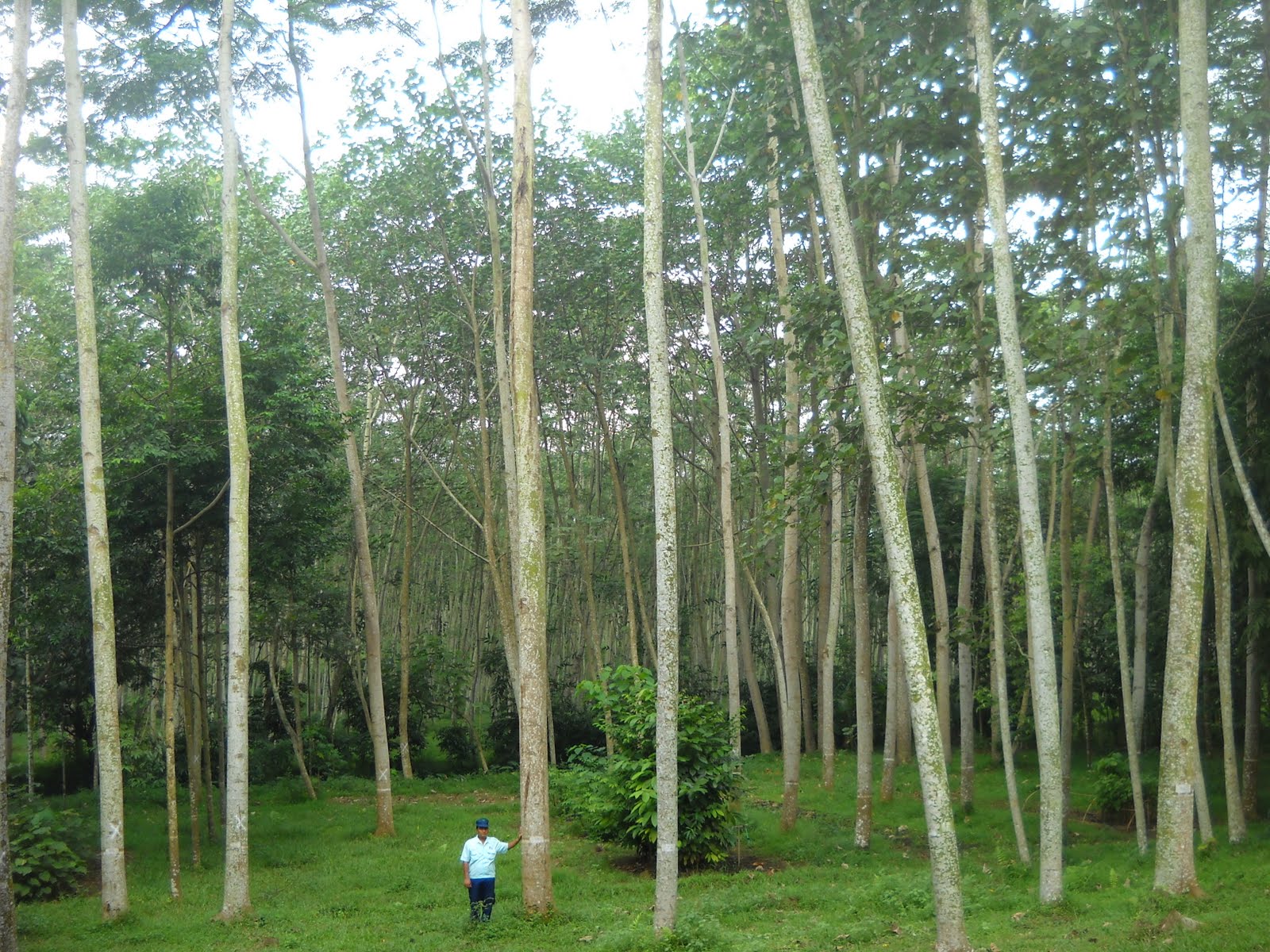 認識快速生長的環保種植林 ALBASIA (FALCATA, Sengon)